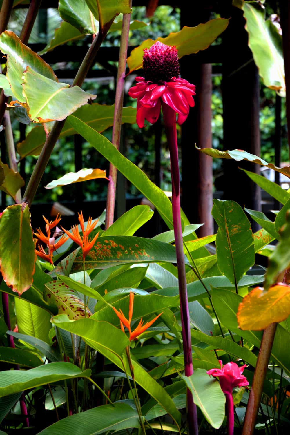 Daintree Accommodation - Cow Bay Hotel - Accommodation, Meals, Bar.
